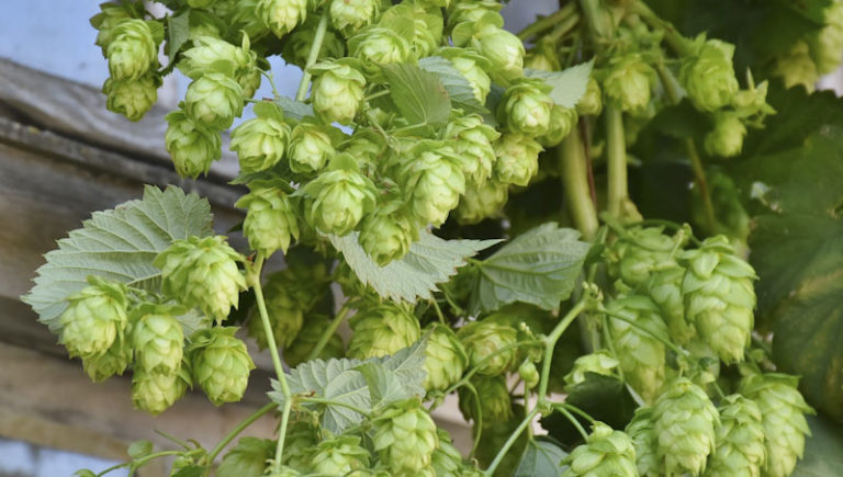 Chmel – Zelené zlato | Časopis Vital